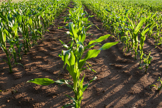 「Genmanipuliert」の画像 - 636 件の Stock 写真、ベクターおよびビデオ | Adobe Stock