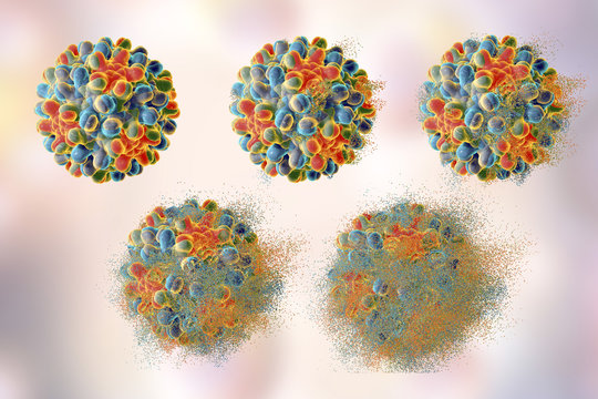 Hepadnavirus Bilder – Durchsuchen 359 Archivfotos, Vektorgrafiken und ...