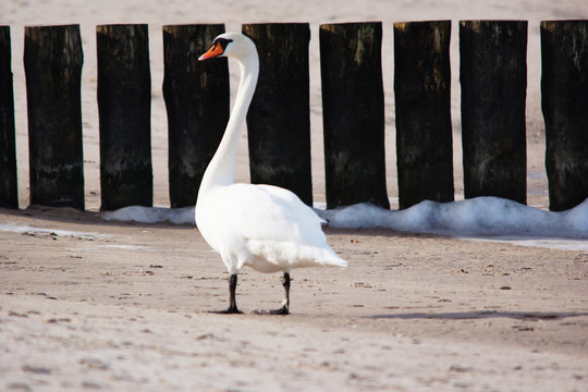 Baltic Swan Images – HD & 4K Photos Free to Download | PikWizard