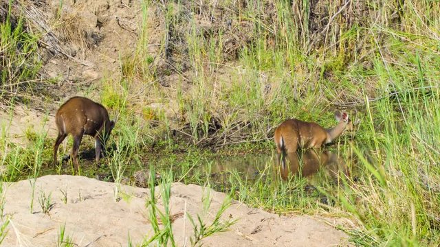 Bosbok Images – Browse 8 Stock Photos, Vectors, and Video | Adobe Stock