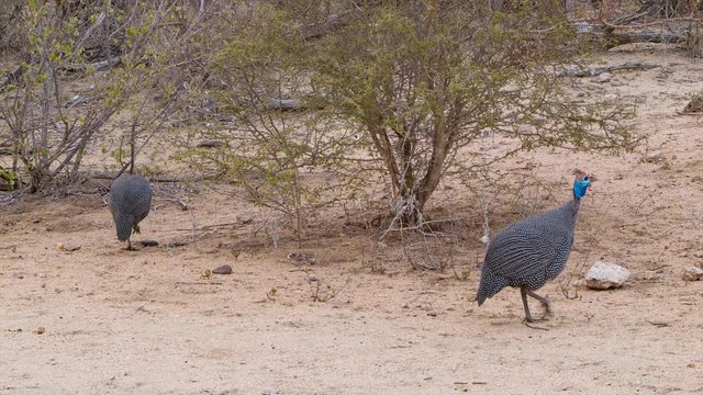 Tarentaal Images – Browse 22 Stock Photos, Vectors, and Video | Adobe Stock