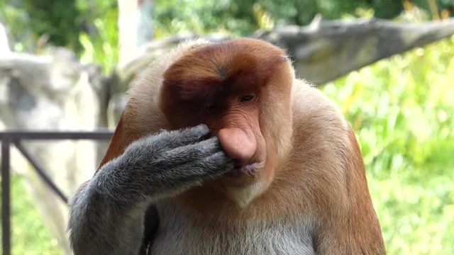 Proboscis Images – Parcourir 158,142 le catalogue de photos, vecteurs ...