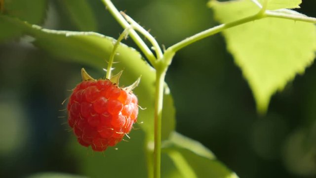 Frambinone Images – Browse 81 Stock Photos, Vectors, and Video | Adobe ...