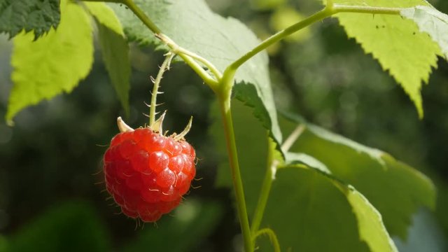 Frambinone Images – Browse 81 Stock Photos, Vectors, and Video | Adobe ...