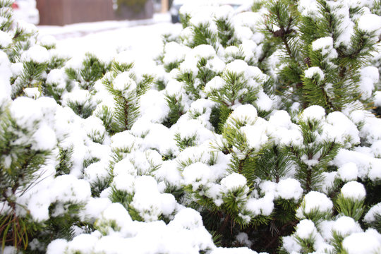 รูปภาพStrauch – เลือกดูภาพถ่ายสต็อก เวกเตอร์ และวิดีโอ61,850 | Adobe Stock