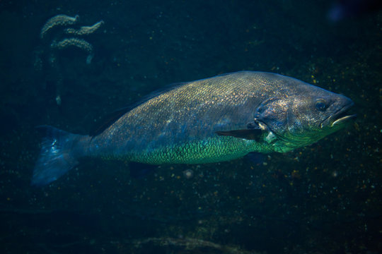 Jewfish Bilder – Durchsuchen 254 Archivfotos, Vektorgrafiken und Videos ...