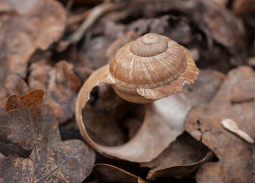รูปภาพGastropode – เลือกดูภาพถ่ายสต็อก เวกเตอร์ และวิดีโอ339 | Adobe Stock