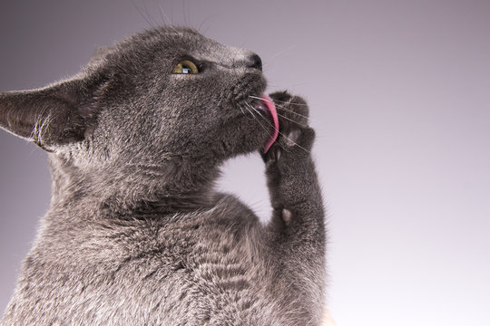 Imágenes de Kot: descubre bancos de fotos, ilustraciones, vectores y ...