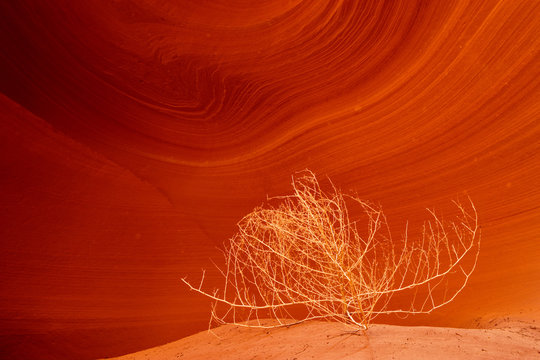 รูปภาพTumbleweed – เลือกดูภาพถ่ายสต็อก เวกเตอร์ และวิดีโอ3,723 | Adobe ...