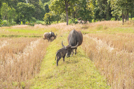 Carabaw Images – Browse 43 Stock Photos, Vectors, and Video | Adobe Stock