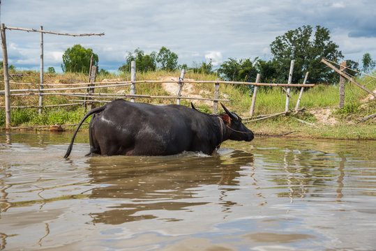 Carabaw Images – Browse 41 Stock Photos, Vectors, and Video | Adobe Stock