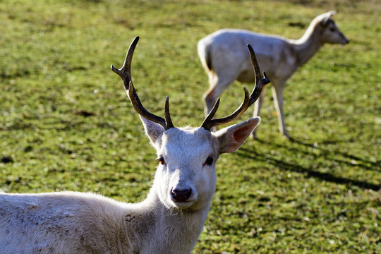 รูปภาพDamhirsche – เลือกดูภาพถ่ายสต็อก เวกเตอร์ และวิดีโอ535 | Adobe Stock