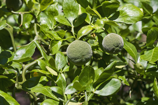 Trifoliate Images – Browse 1,316 Stock Photos, Vectors, and Video ...