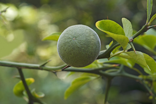 Trifoliate Images – Browse 1,316 Stock Photos, Vectors, and Video ...