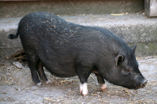 Barnyard Images – Browse 18,399 Stock Photos, Vectors, and Video ...