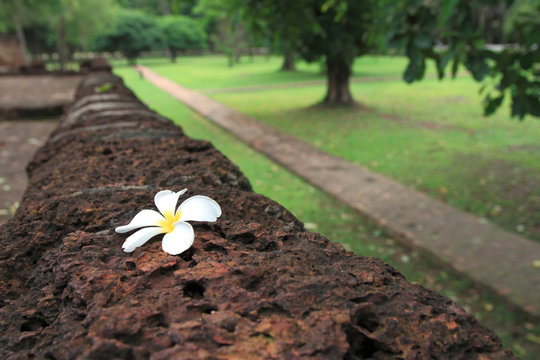 รูปภาพTemple-Tree – เลือกดูภาพถ่ายสต็อก เวกเตอร์ และวิดีโอ186 | Adobe Stock