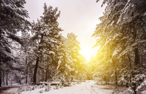 Refulgente Bilder – Durchsuchen 830 Archivfotos, Vektorgrafiken und ...