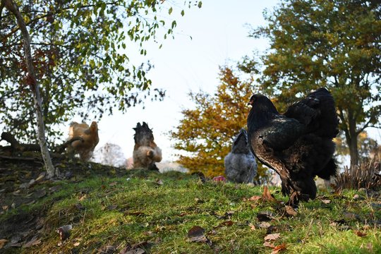 LAS 67 MEJORES IMÁGENES, FOTOS DE ARCHIVO Y VECTORES DE Riesenhuhn ...