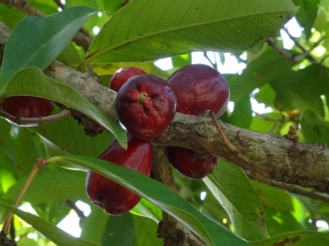 Jambo Images – Browse 637 Stock Photos, Vectors, and Video | Adobe Stock