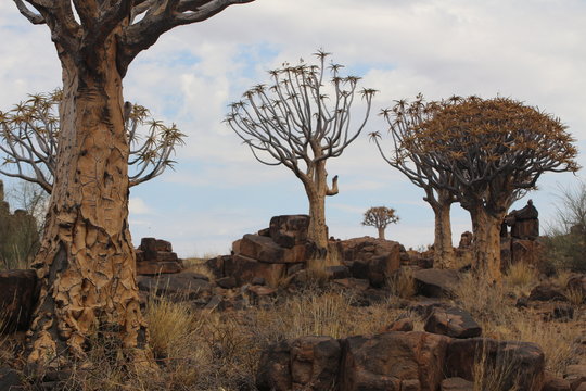 รูปภาพAffenbrotbaum – เลือกดูภาพถ่ายสต็อก เวกเตอร์ และวิดีโอ688 | Adobe ...
