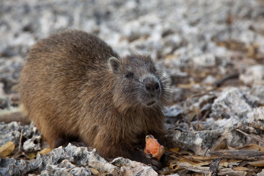 Jutía Bilder – Durchsuchen 200 Archivfotos, Vektorgrafiken und Videos ...