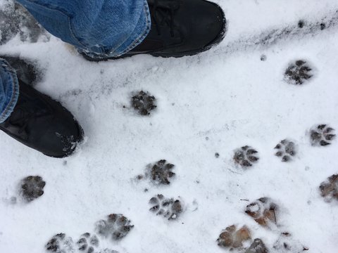 Fuchsspuren Bilder – Durchsuchen 1,995 Archivfotos, Vektorgrafiken und ...