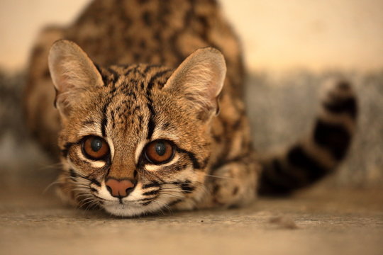Ozelotkatze Images – Browse 27 Stock Photos, Vectors, and Video | Adobe ...