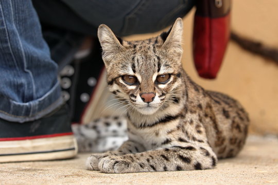 Ozelotkatze Images – Browse 27 Stock Photos, Vectors, and Video | Adobe ...
