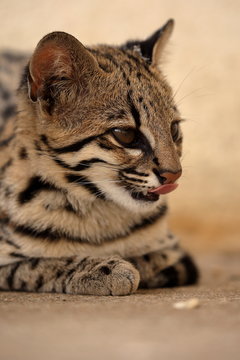 Ozelotkatze Images – Browse 27 Stock Photos, Vectors, and Video | Adobe ...