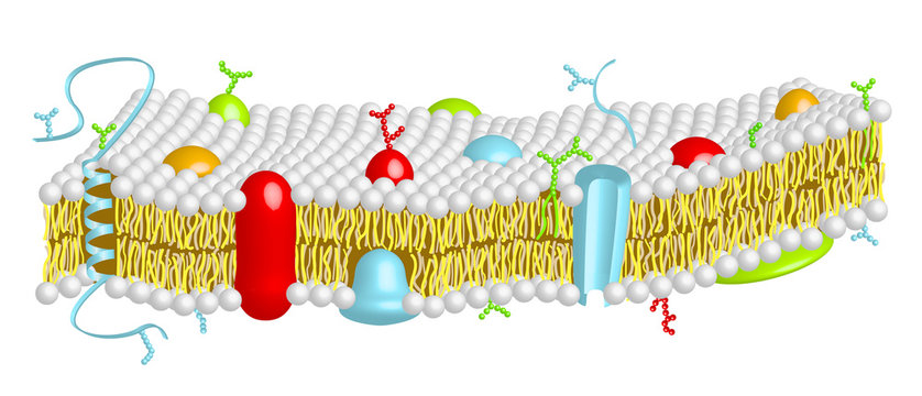 รูปภาพCytomembrane – เลือกดูภาพถ่ายสต็อก เวกเตอร์ และวิดีโอ2,751 ...