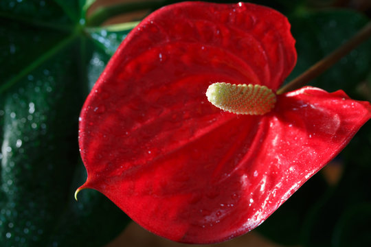 Anthura-Bilder: Stock-Fotos & -Videos. | Adobe Stock