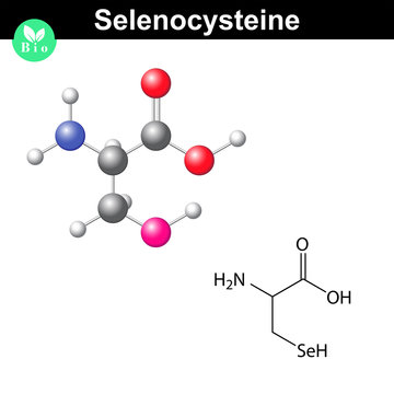 Selenocystein 이미지 – 찾아보기 21 스톡 사진, 벡터 및 비디오 | Adobe Stock