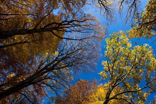 Treetop Images – Browse 124,847 Stock Photos, Vectors, and Video ...