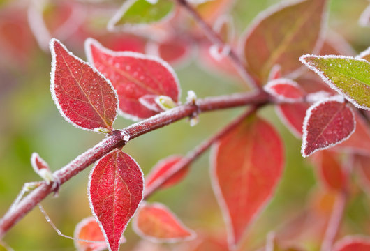 Winterzweige bilder – Bläddra bland 124 stockfoton, vektorer och videor ...