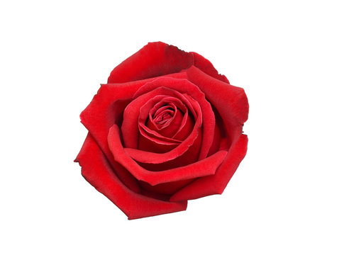 "Rose Isolated" Bilder – Durchsuchen 990 Archivfotos, Vektorgrafiken ...