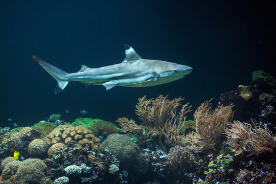 "Black Tip Reef Shark" Images – Browse 114 Stock Photos, Vectors, and ...