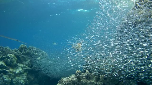 Zebrafish Images – Browse 1,993 Stock Photos, Vectors, and Video ...