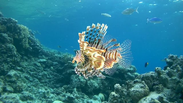 Trombeta Images – Browse 48 Stock Photos, Vectors, and Video | Adobe Stock