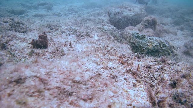 Stenfisk Images – Browse 12 Stock Photos, Vectors, and Video | Adobe Stock