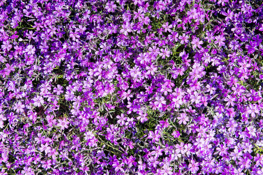 Creeping Images – Parcourir 340,795 le catalogue de photos, vecteurs et ...