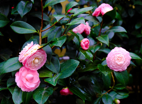 Camellia Images – Browse 36,389 Stock Photos, Vectors, and Video ...