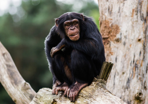 รูปภาพAffe – เลือกดูภาพถ่ายสต็อก เวกเตอร์ และวิดีโอ19,084 | Adobe Stock