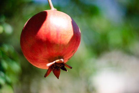 Seven Fruits Of Israel Images – Browse 161 Stock Photos, Vectors, and ...