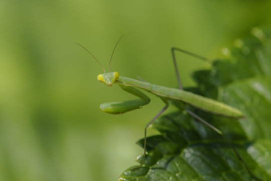 "Mantide Religiosa"-Bilder: Stock-Fotos & -Videos. | Adobe Stock
