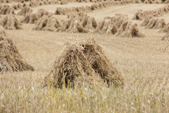 Stooks Images – Browse 224 Stock Photos, Vectors, and Video | Adobe Stock