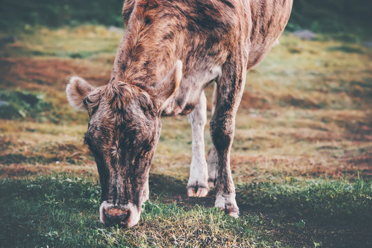 Calver Images – Browse 63 Stock Photos, Vectors, and Video | Adobe Stock