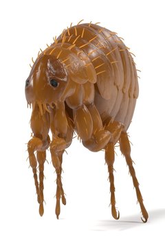 Flohbiss Bilder – Durchsuchen 2,582 Archivfotos, Vektorgrafiken und ...