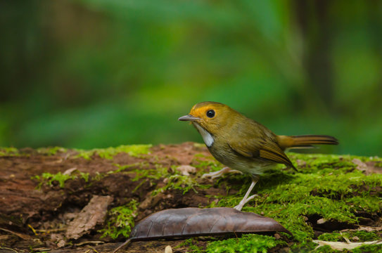 Doilang bilder – Bläddra bland 124 stockfoton, vektorer och videor ...