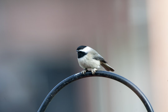 Imágenes de Percj: descubre bancos de fotos, ilustraciones, vectores y ...