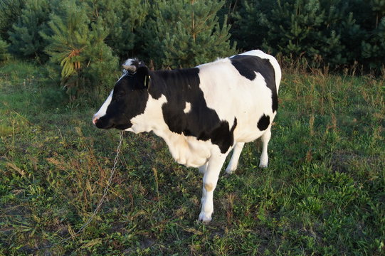 Imagens de Wiocha – Explore Fotografias do Stock, Vetores e Vídeos de ...